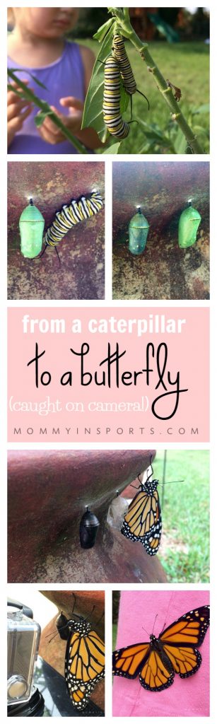 From a Caterpillar to a Butterfly, Caught on Camera! [VIDEO]